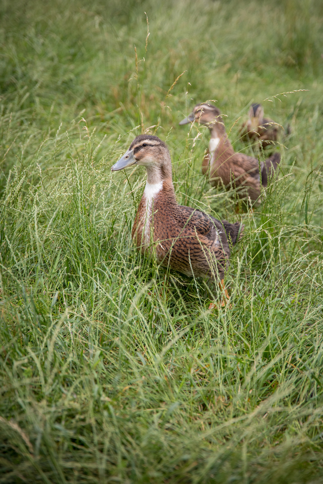 Du Canard non-gavé et Bio en Belgique