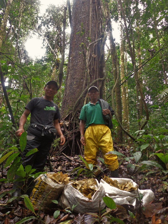 Des arbres mères pour reforester l’Amazonie équatorienne
