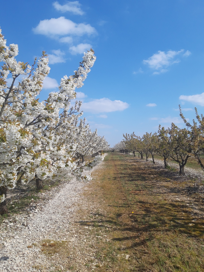 Atelier de transformation de fruits rouges