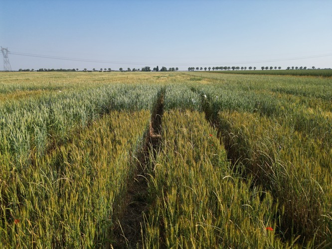 Soutenir la création variétale de blé 100% BIO en France