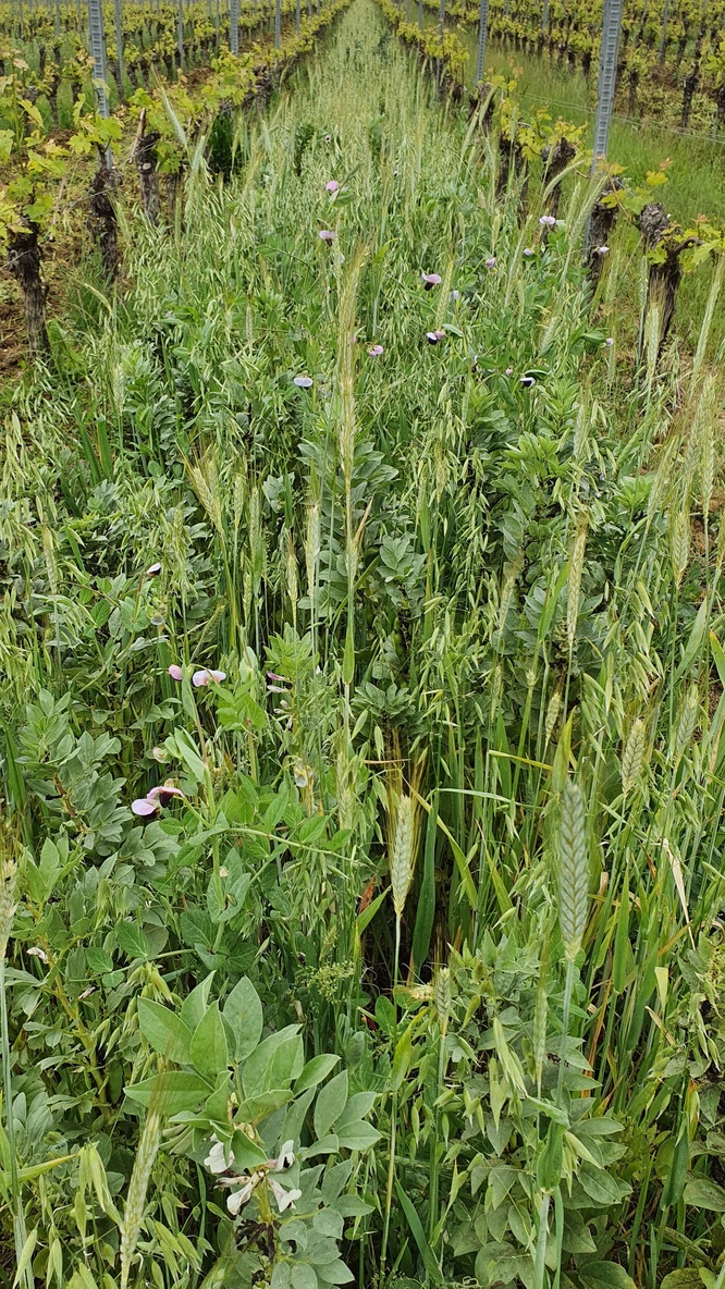 Transformation d'un chai en salle de réception