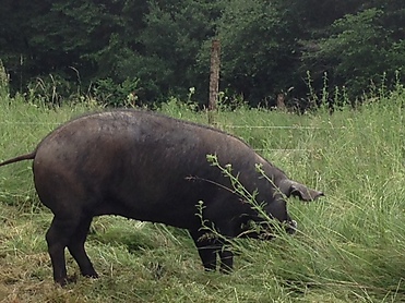 Lancement d'une vente directe de porc gascon en Charente