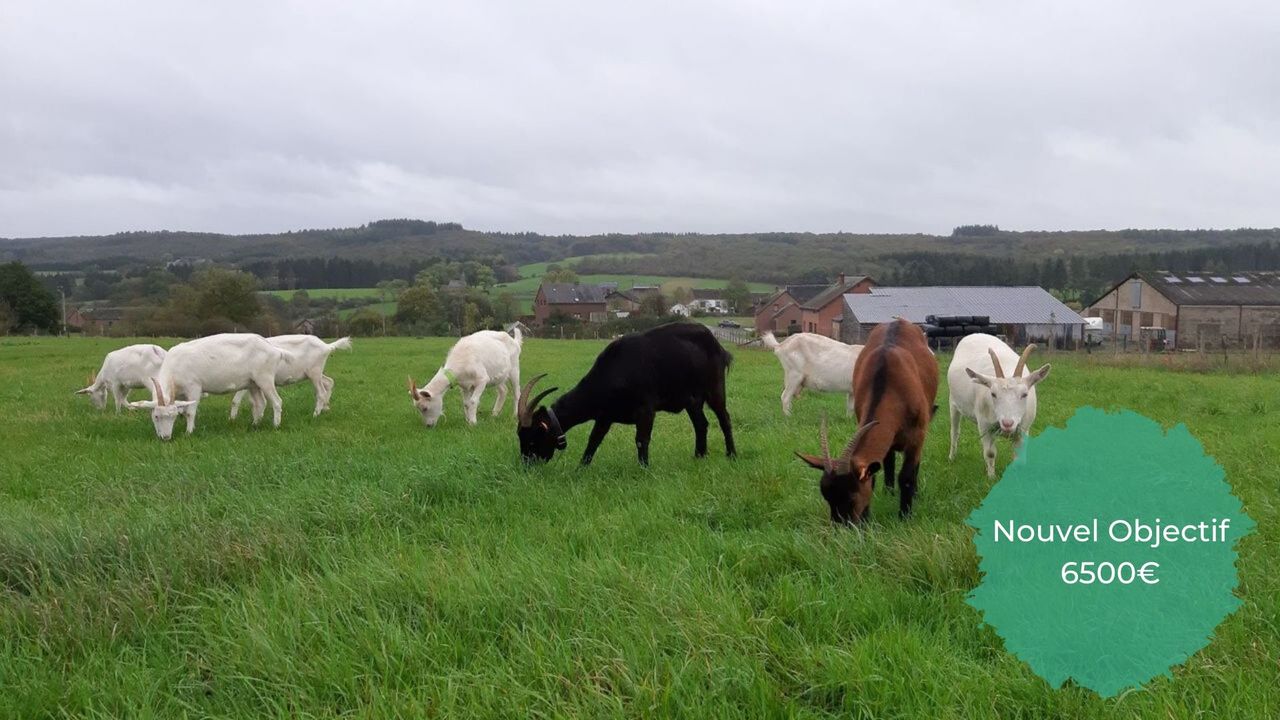 Soutenez la chèvrerie Kinard à Briquemont