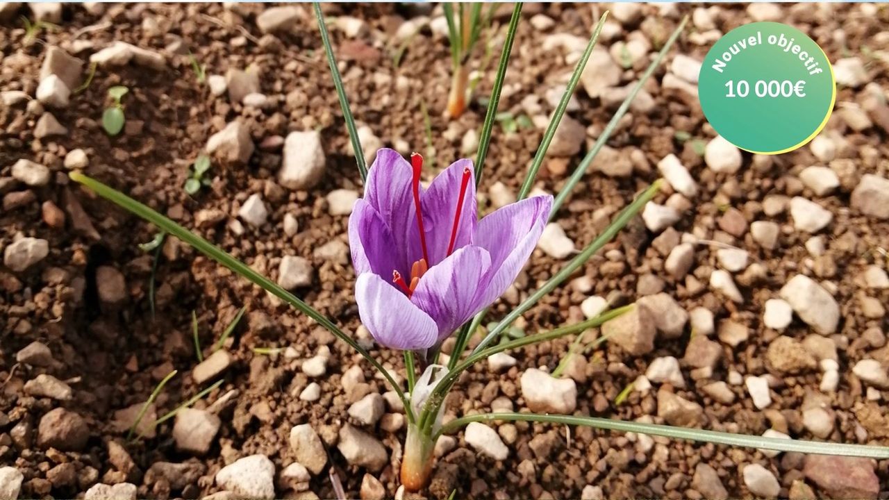 L'Œil du Safran, production de safran au pied des Pyrénées