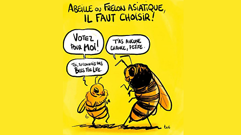Abeille ou frelon asiatique, il faut choisir
