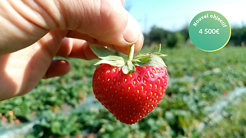 Soutenez notre production de fruits rouges en Berry