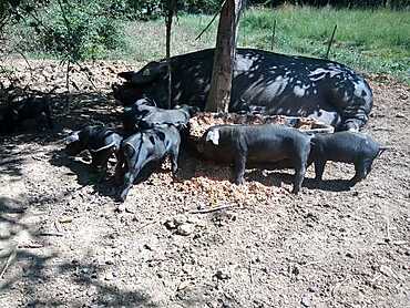 Coffret de Noël avec du bon cochon gascon noir élevé en bio!